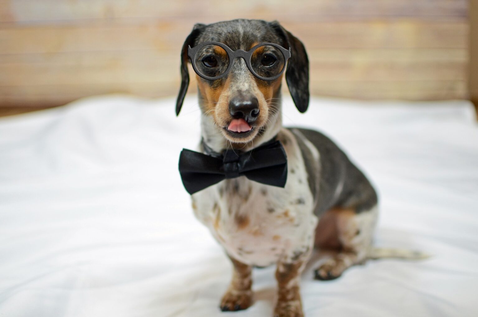 What Are The Pet Fashion Trends To Look Out For In 2021 - Nuzzle