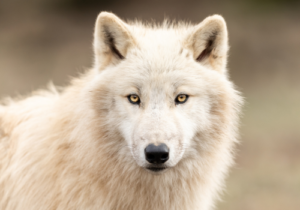 The Wolf vs. the Dog: How Man’s Best Friend Evolved - Nuzzle